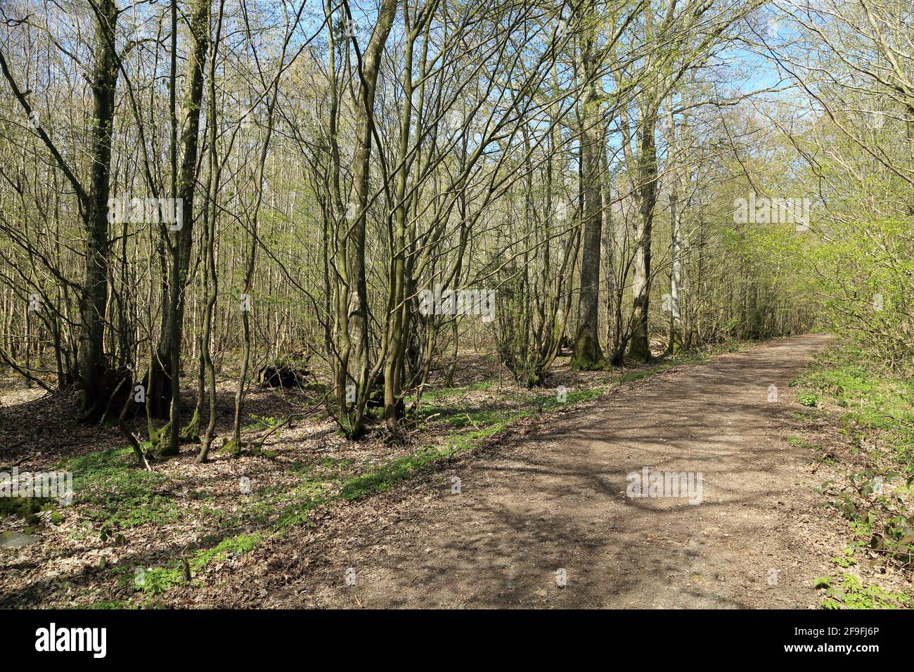 Track in the wood hi-res stock photography and images - Alamy