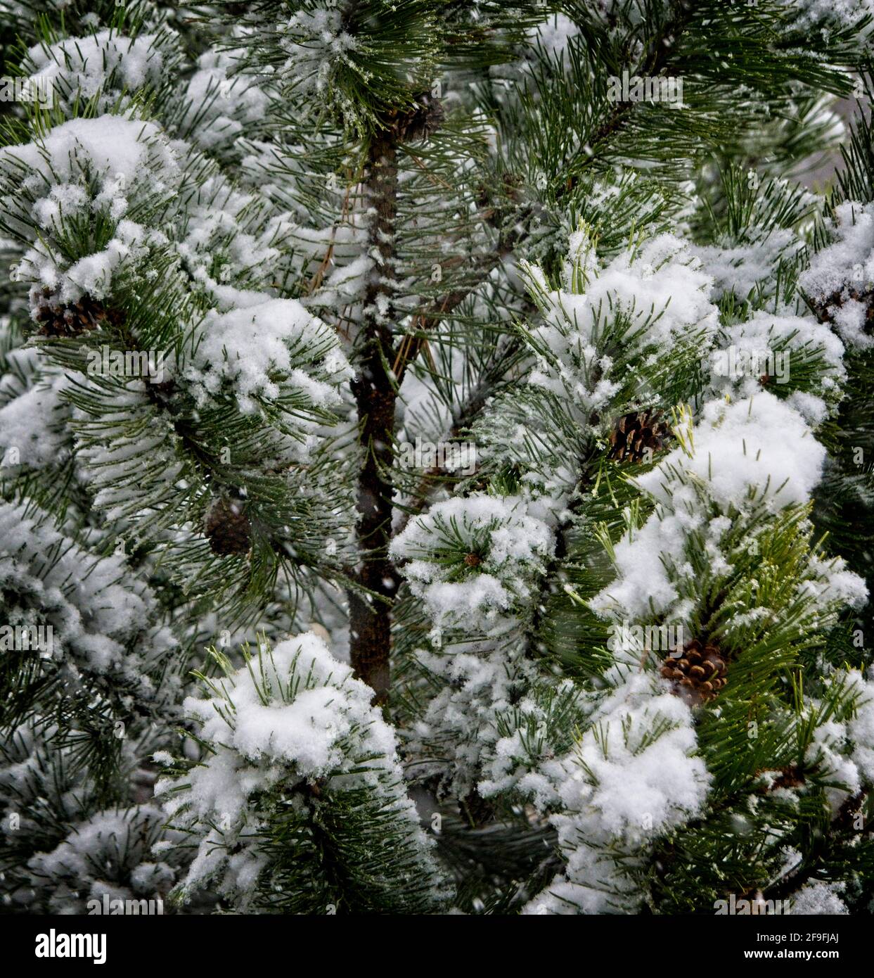 Ginger Bushes High Resolution Stock Photography and Images - Alamy