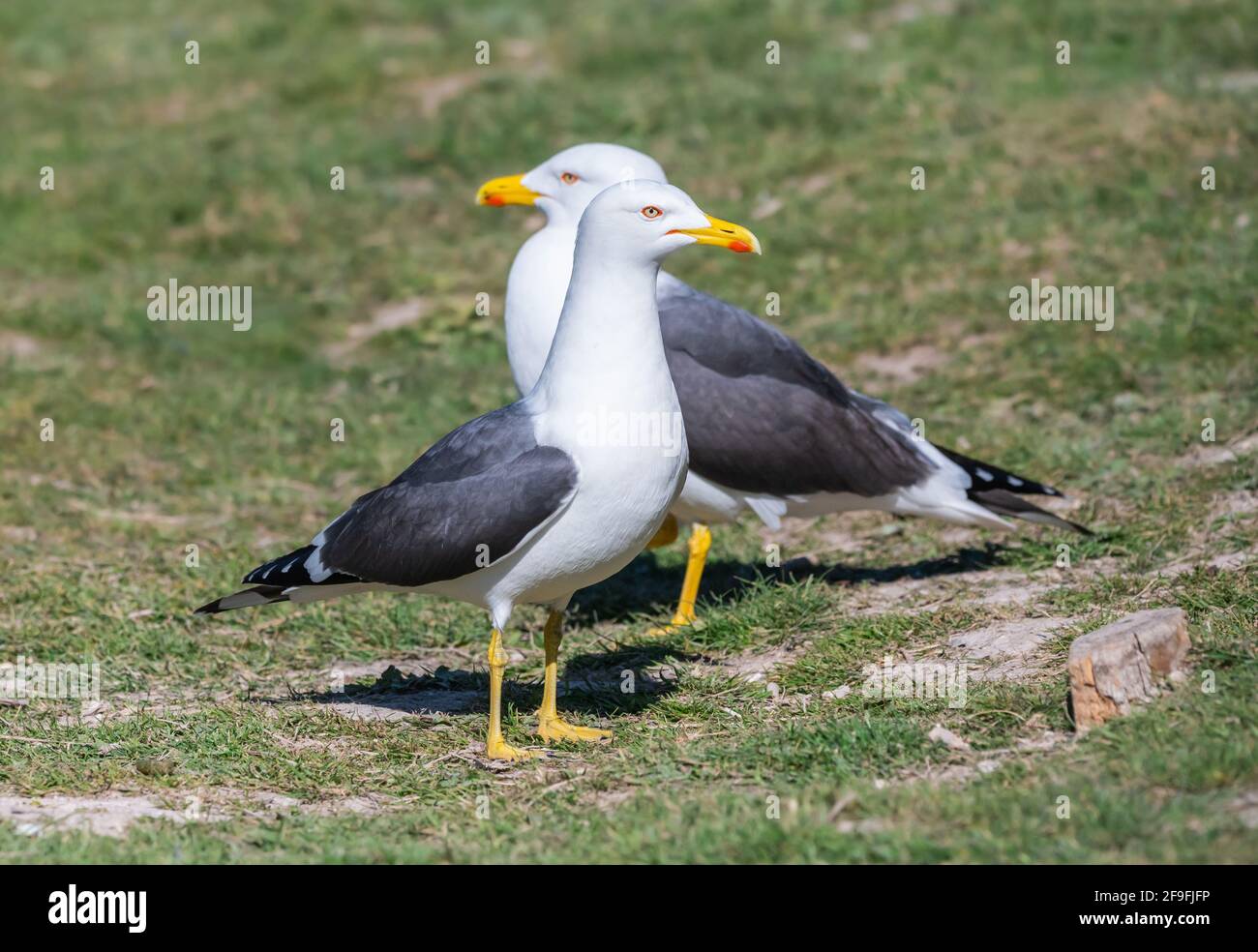 Lesser black backed gulls uk hi-res stock photography and images - Alamy