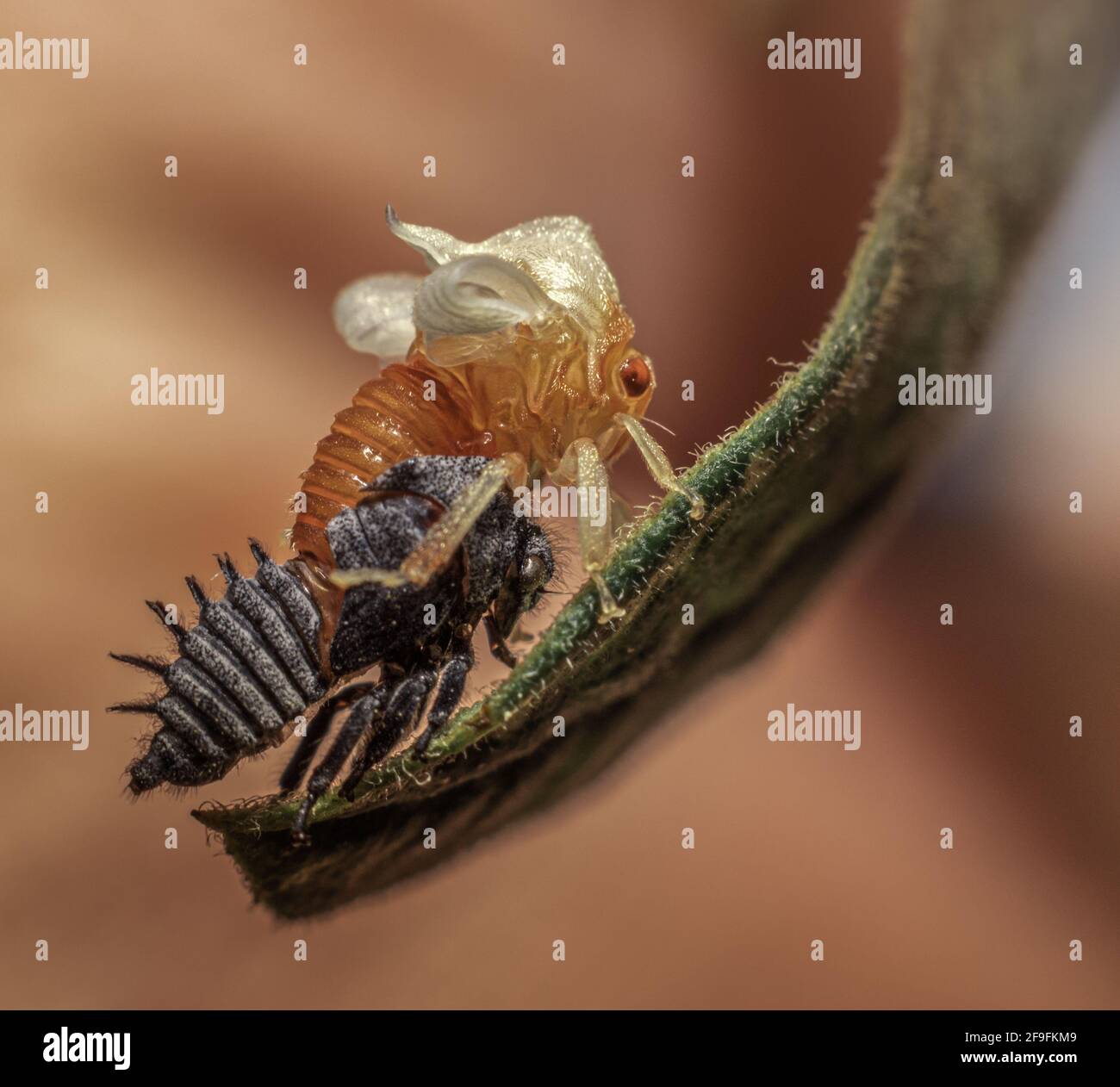 leafhopper nymph on an unfocused background Stock Photo - Alamy