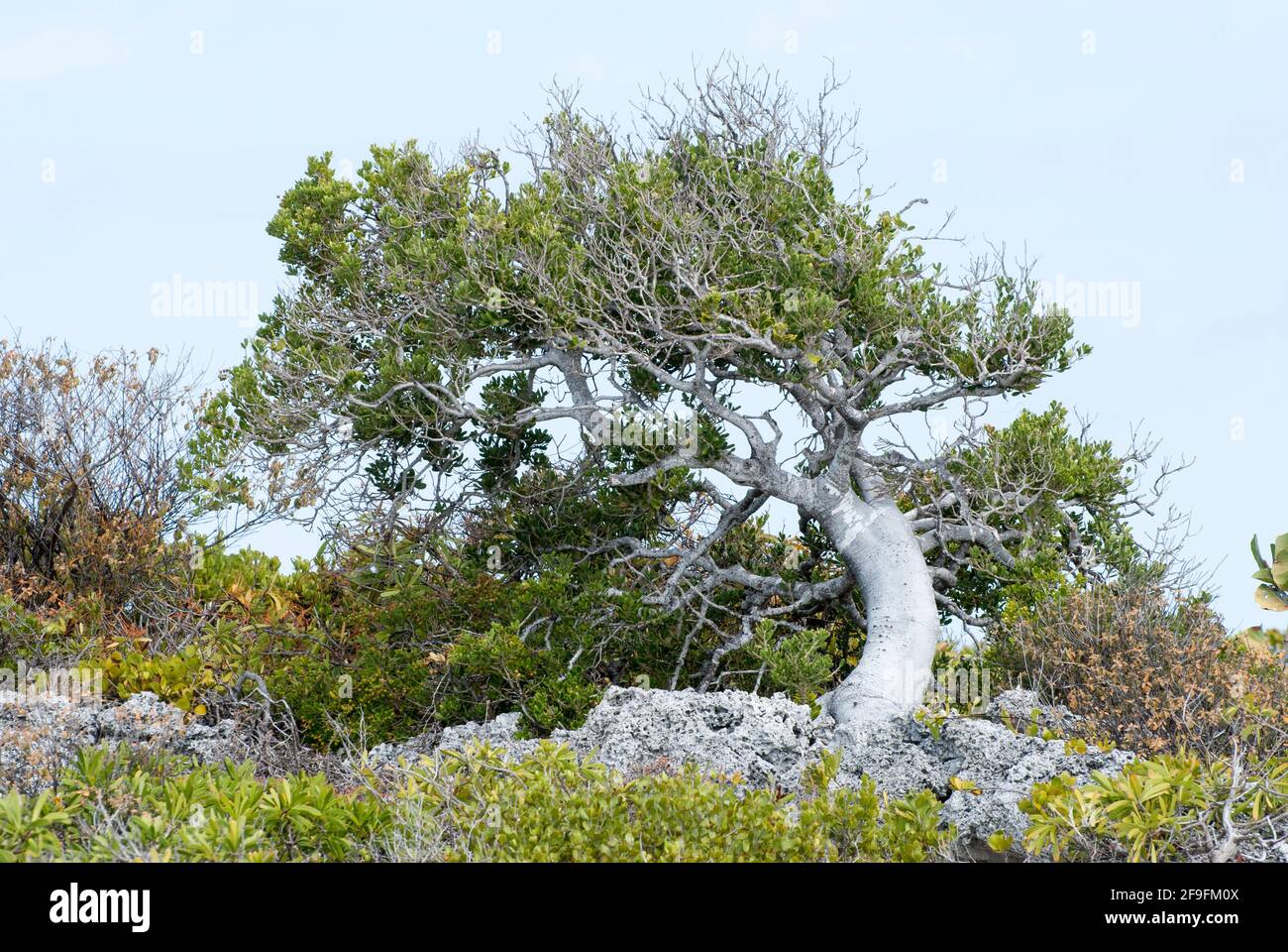 The leaning small tree growing on a rock on Grand Turk island (Turks ...