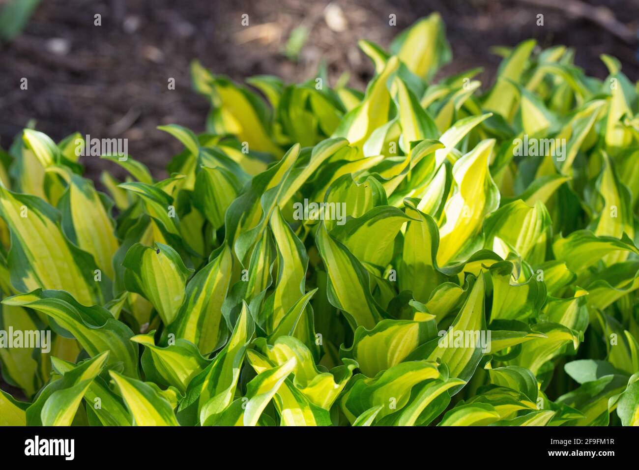Hosta 'First Mate' Stock Photo - Alamy