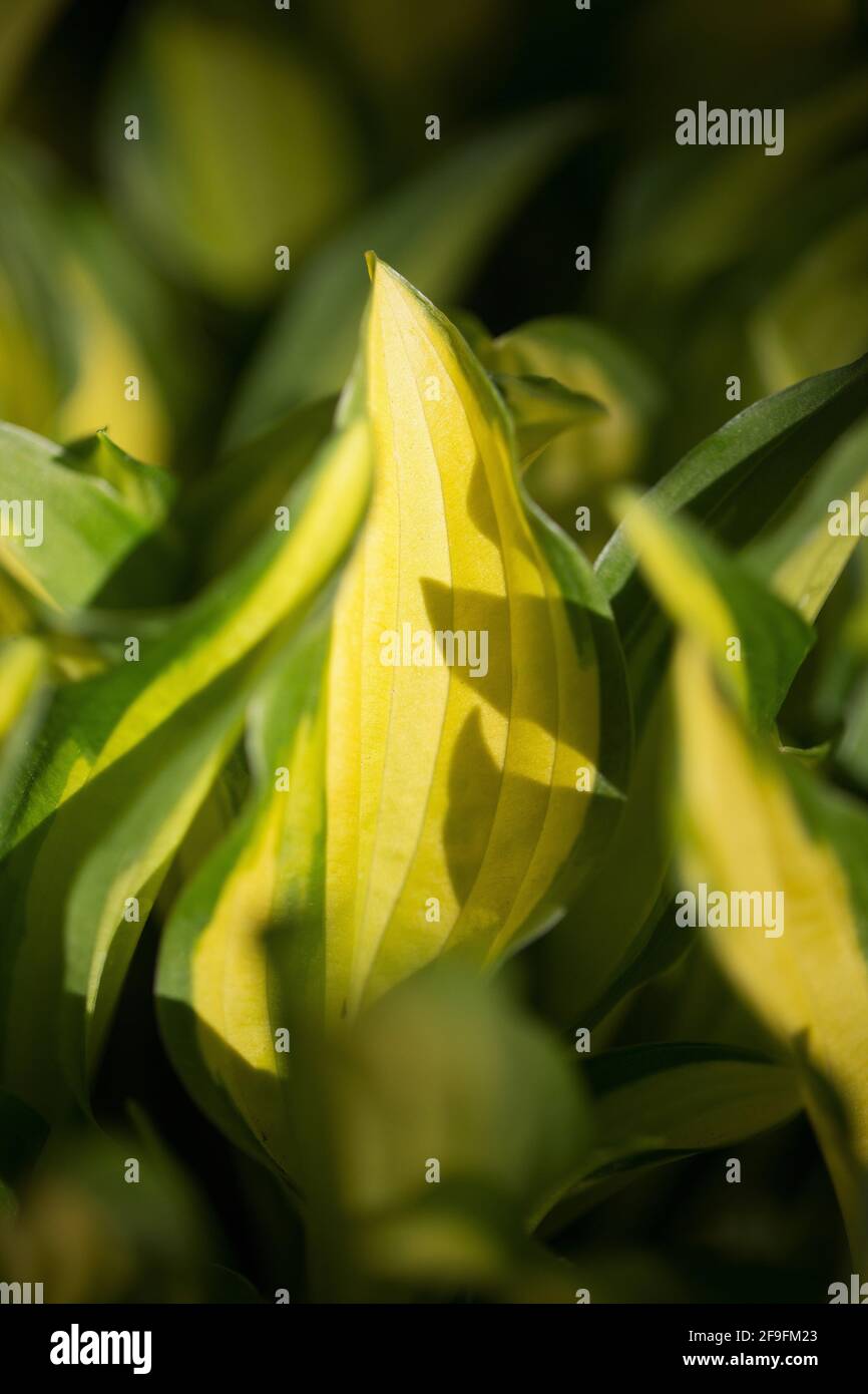 Hosta 'First Mate' Stock Photo - Alamy