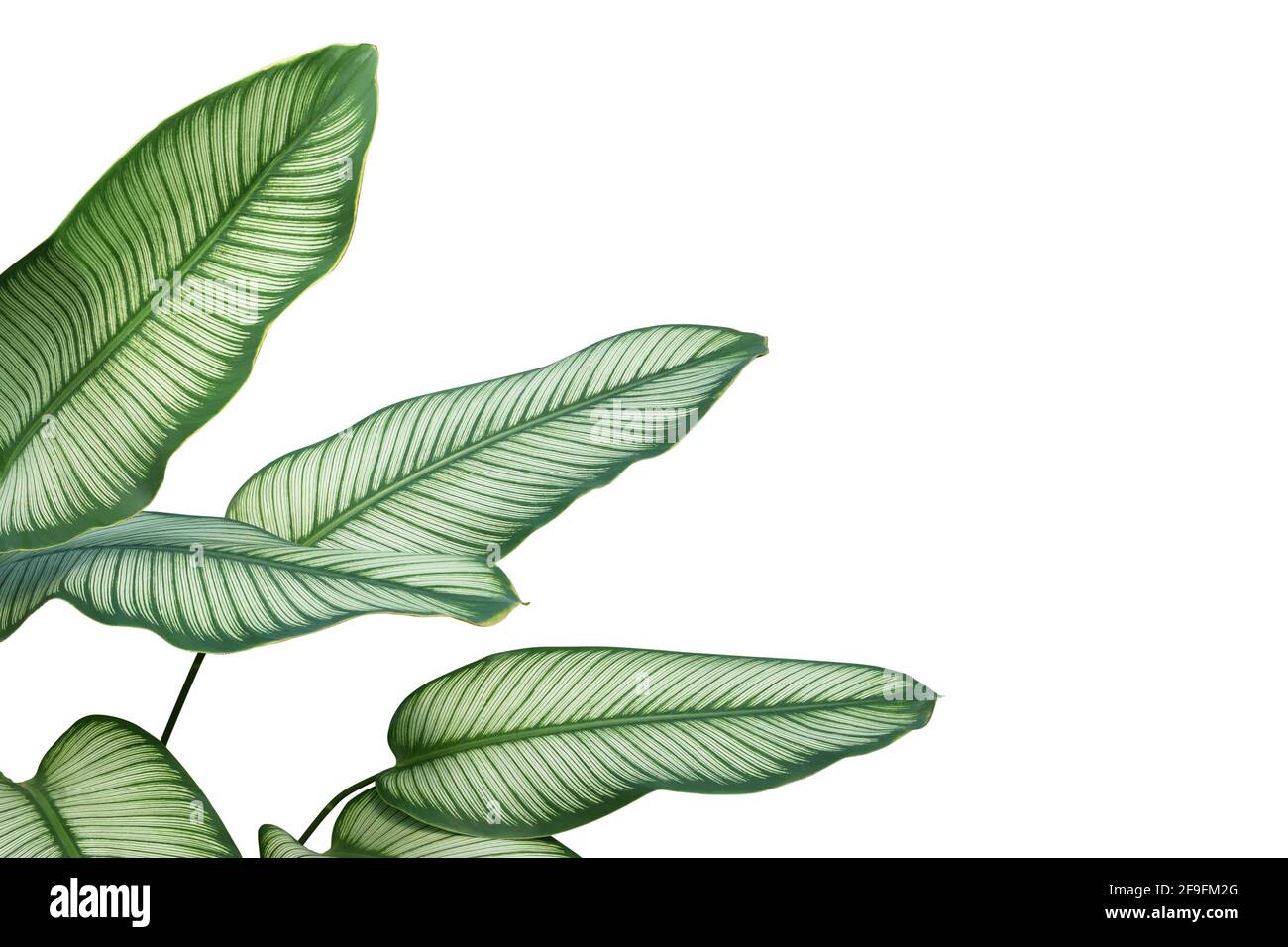 Tropical Leaves of Calathea majestica, Calathea Plant Isolated on White ...