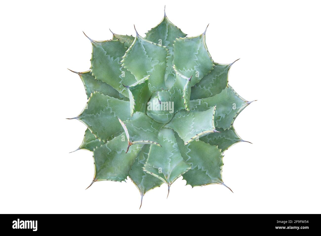 Top View of Butterfly Drunkard Agave Plant Isolated on White Background ...