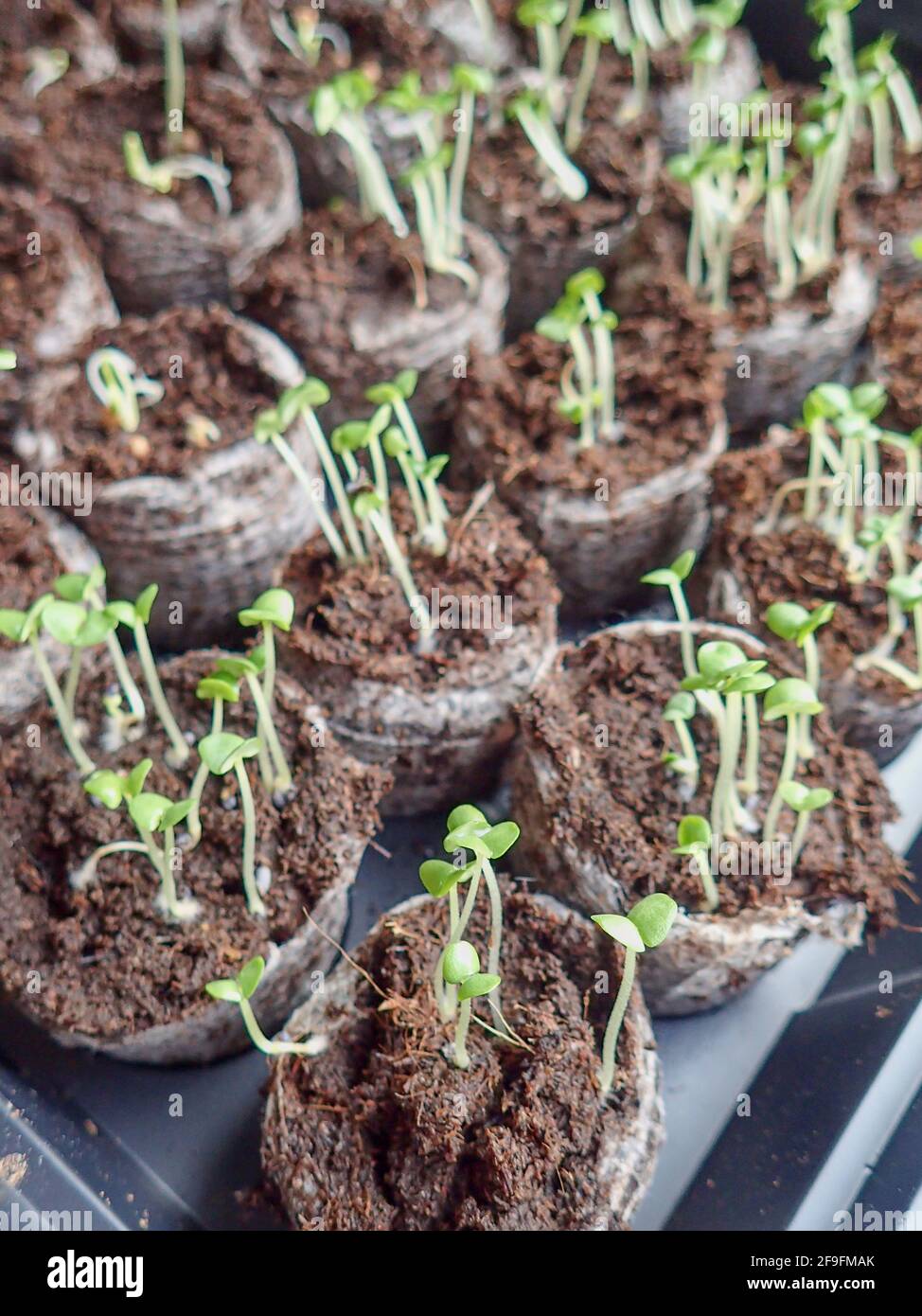 Seedlings growing in a tray Stock Photo - Alamy