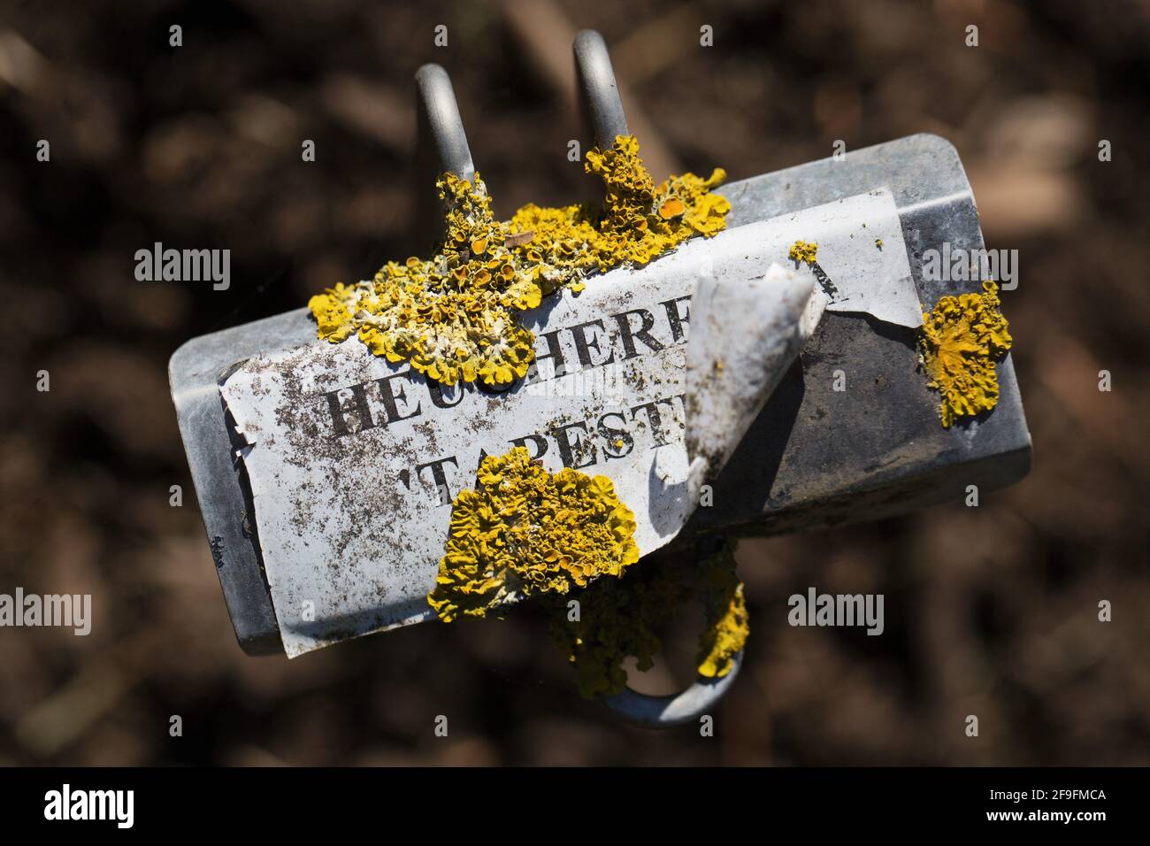 A plant tag in a garden, covered with yellow lichen Stock Photo - Alamy