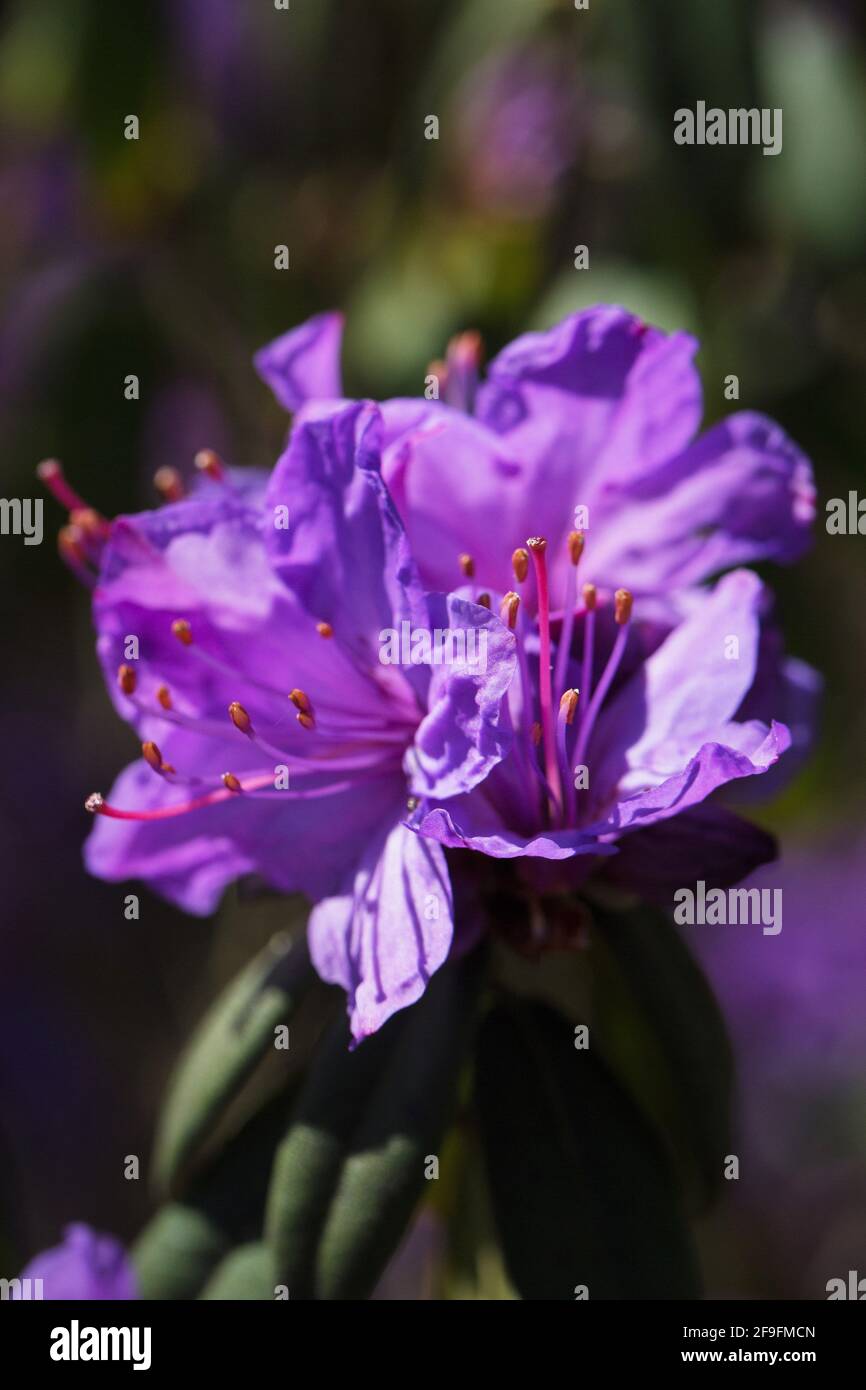 Purple blue rhododendron hi-res stock photography and images - Alamy