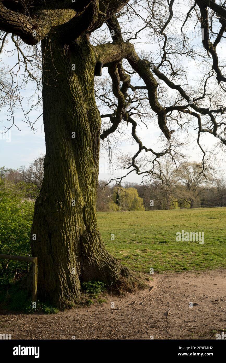 A large oak tree in Abbey Fields, Kenilworth, Warwickshire, England, UK ...