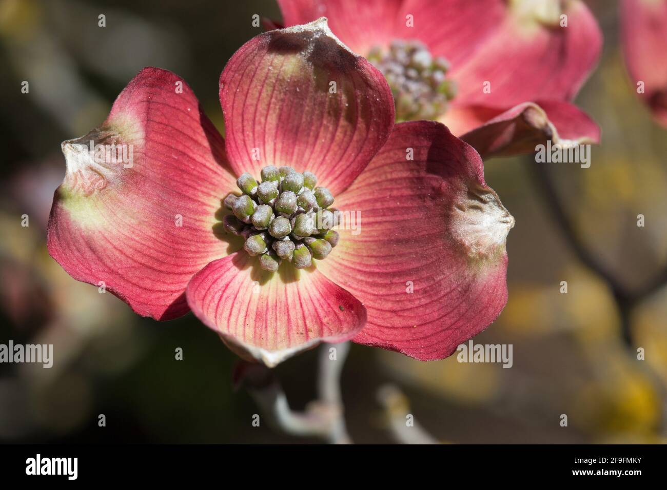Cornus florida ‘cherokee brave’ flower hi-res stock photography and ...
