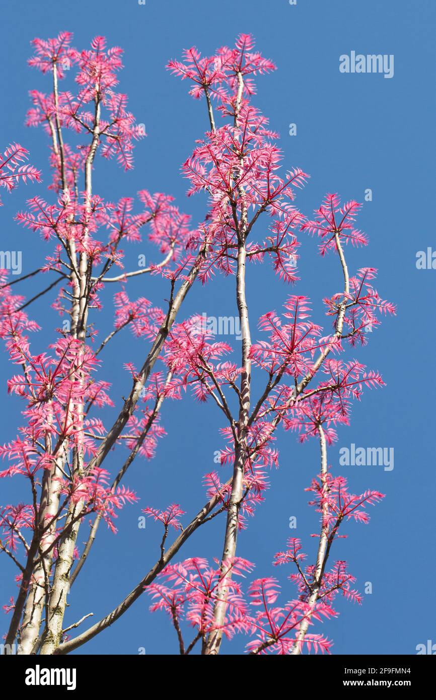 Toona sinensis 'flamingo' tree Stock Photo - Alamy
