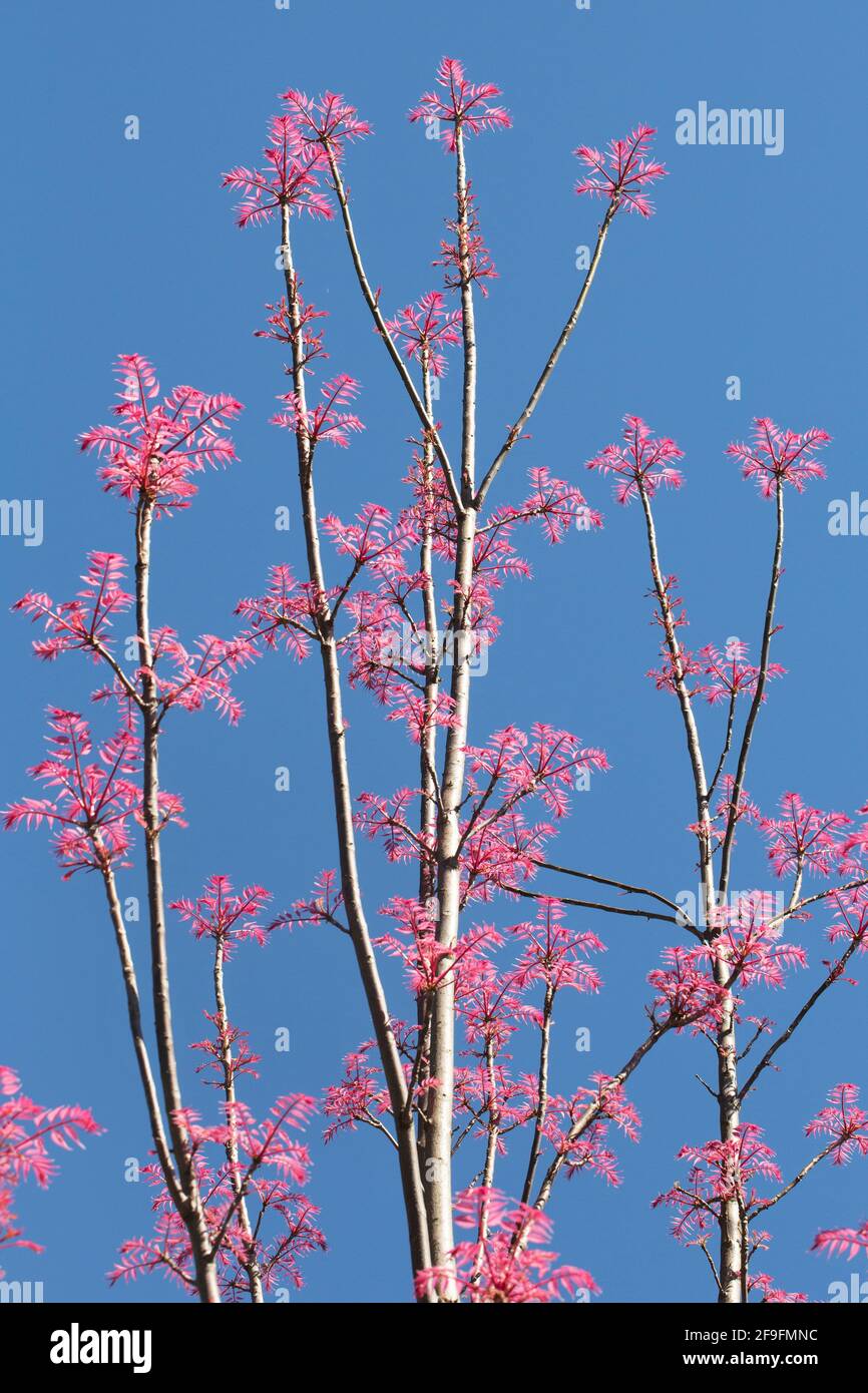Toona sinensis 'flamingo' tree Stock Photo - Alamy
