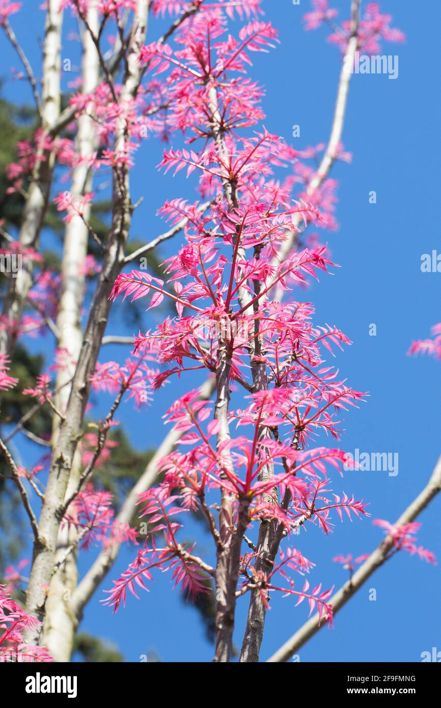 Toona sinensis 'flamingo' tree Stock Photo - Alamy