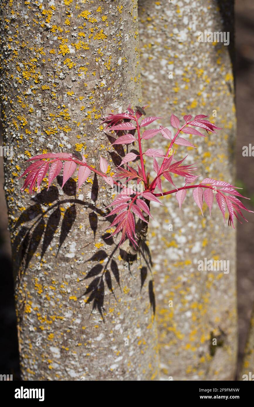 Toona sinensis 'flamingo' tree Stock Photo - Alamy