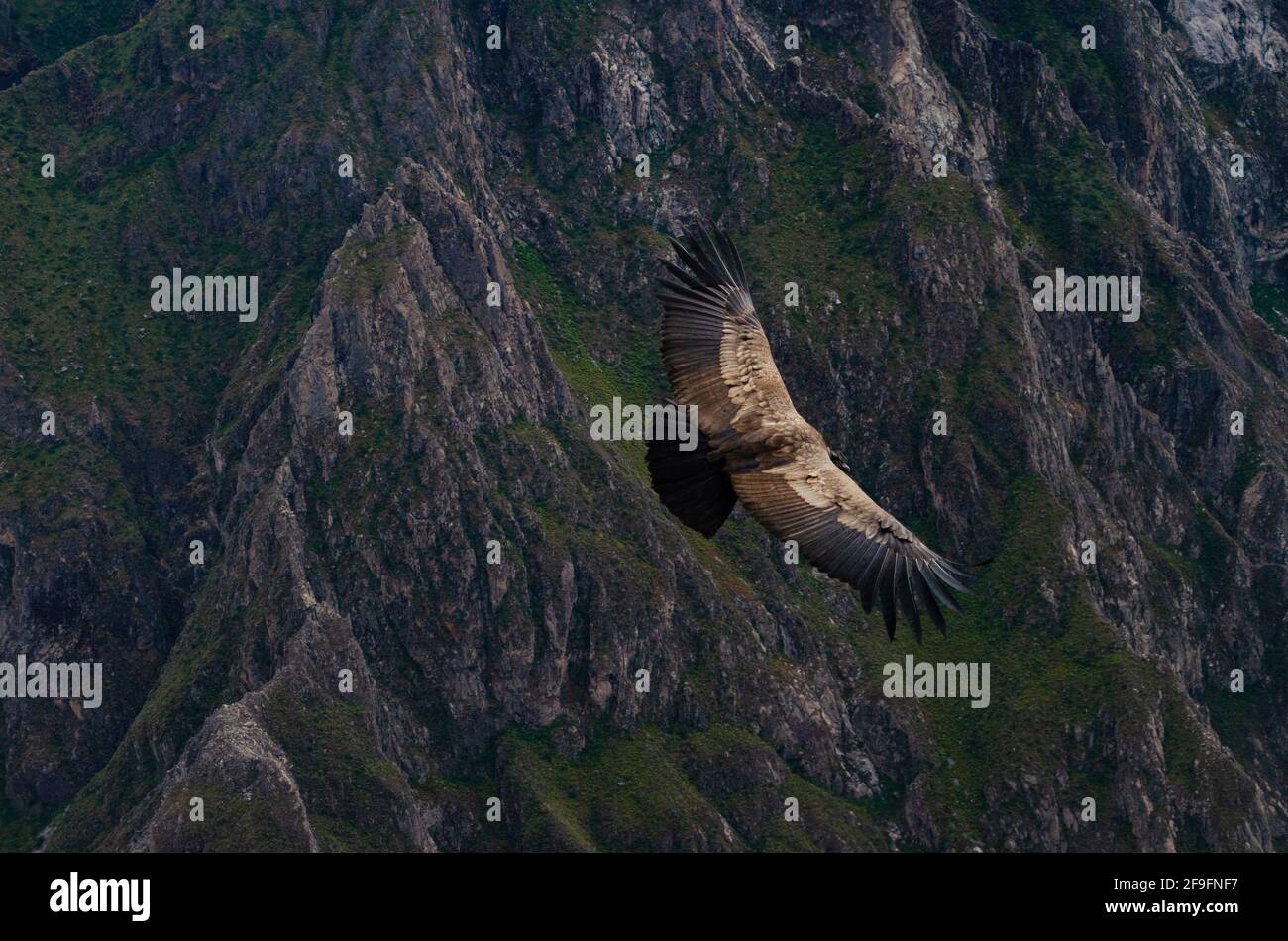 A brown Andean condor bird flying in the air with rocky landscapes in ...
