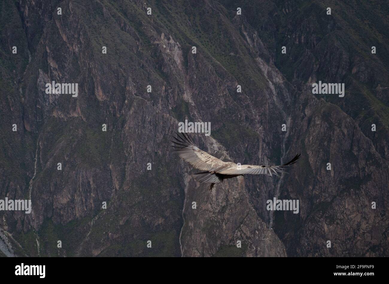 A brown Andean condor bird flying in the air with rocky landscapes in ...