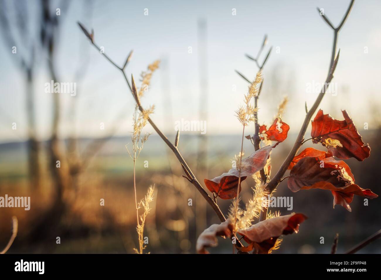 Close up of a worldly plant in the sun Stock Photo - Alamy