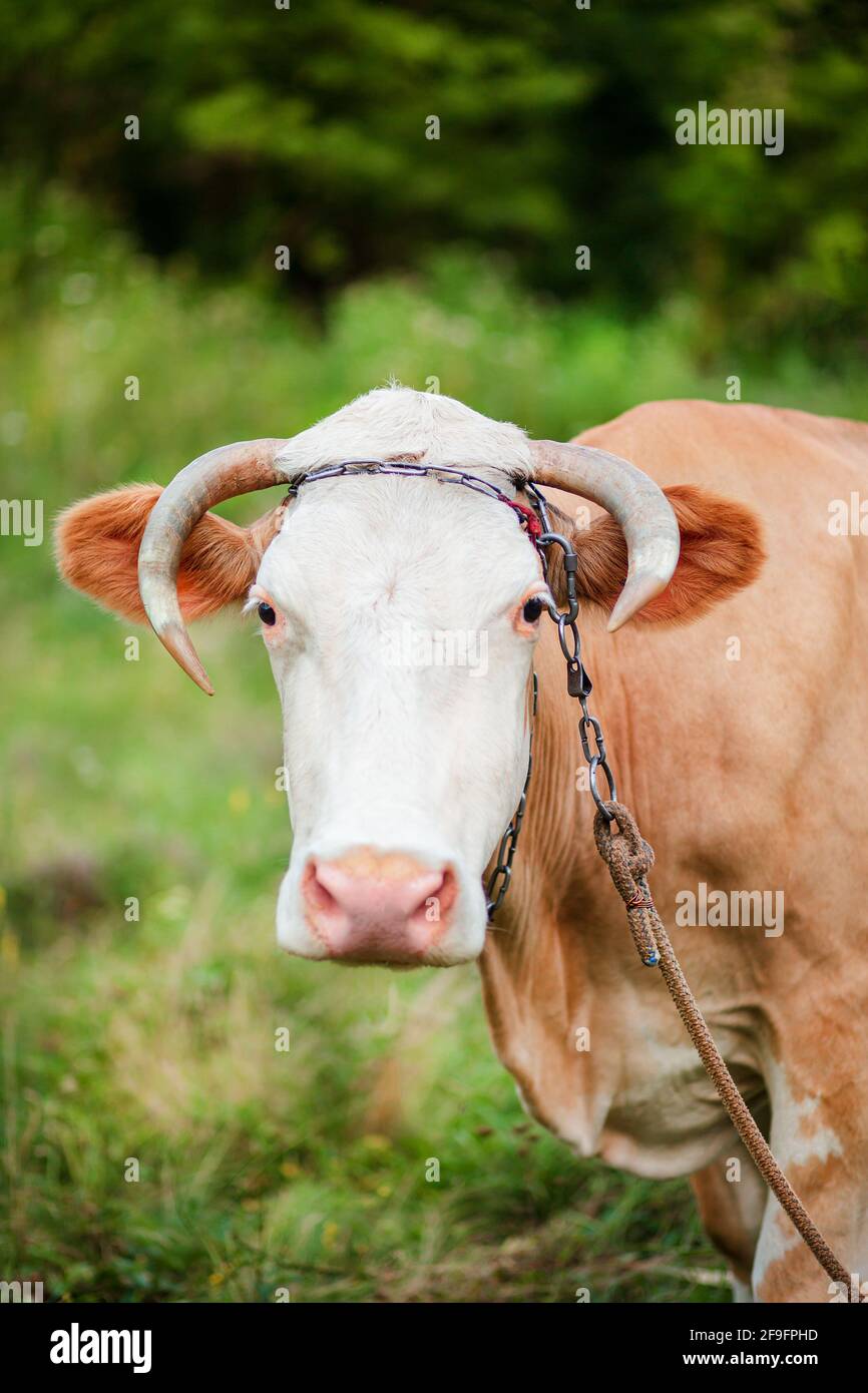 Portrait of an old cow. Simmental cow grazes peacefully in an open ...