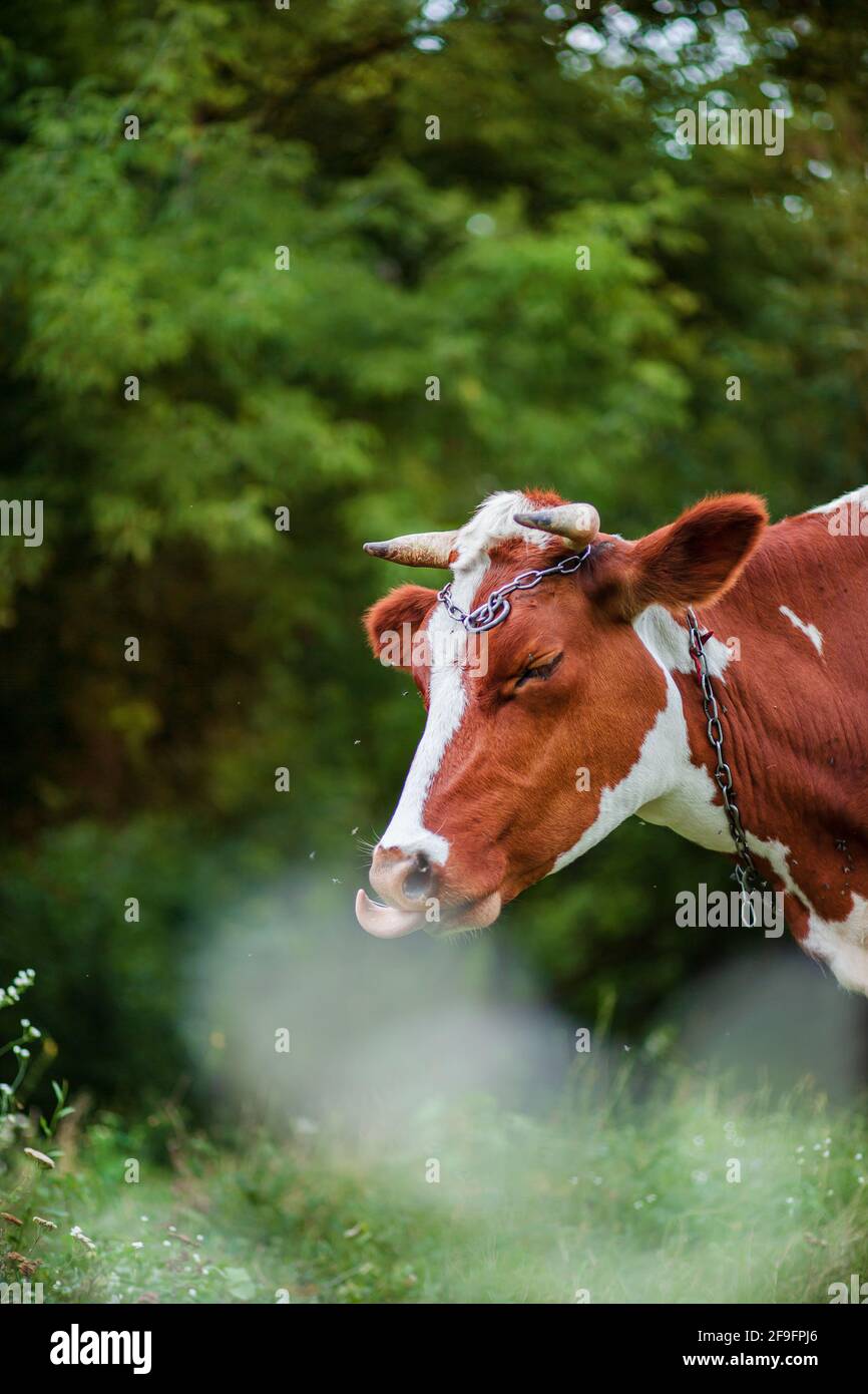 Ayrshire Cow High Resolution Stock Photography and Images - Alamy
