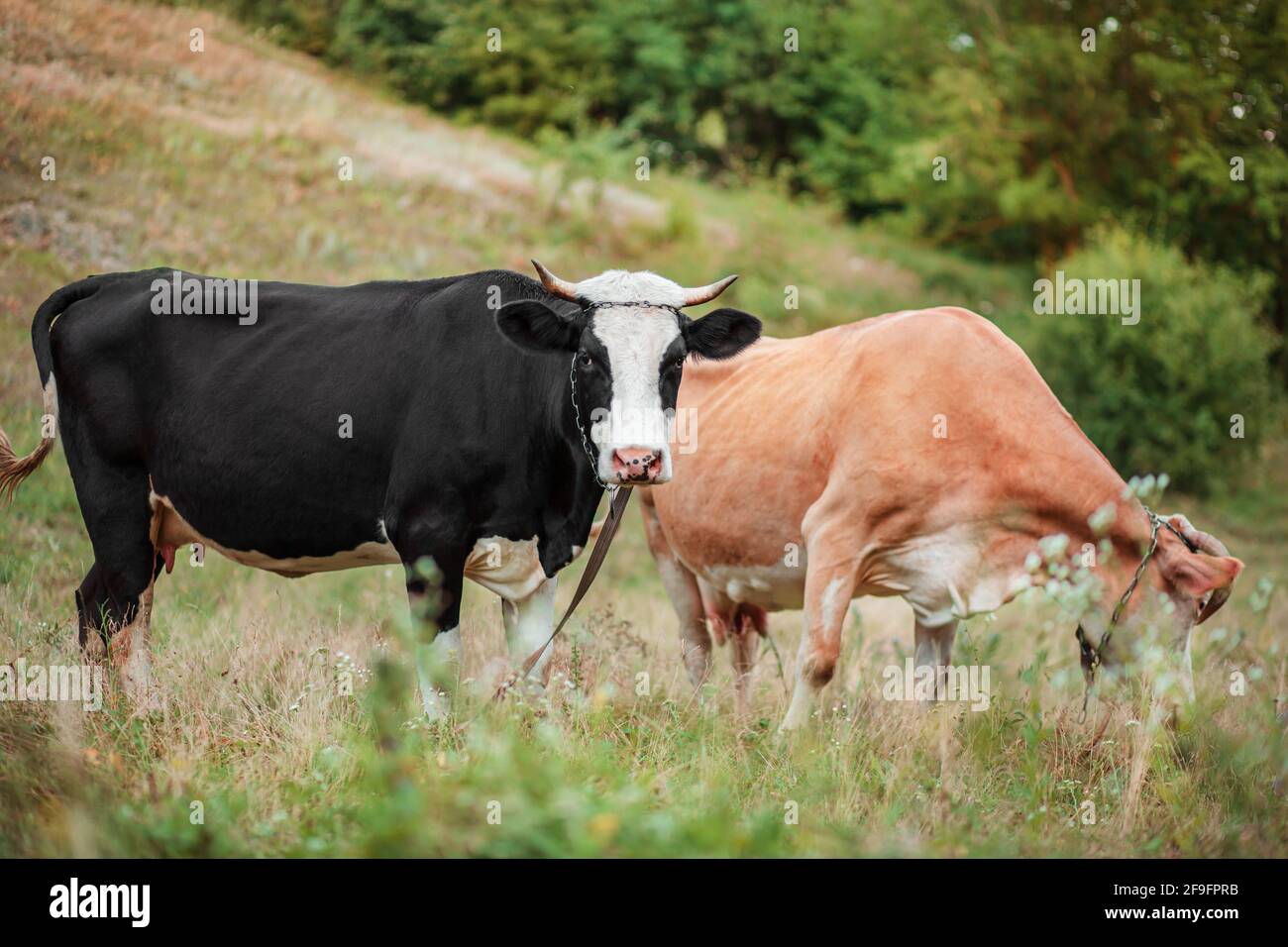 Two cows eat in the field. Simmental cow grazes peacefully in an open ...