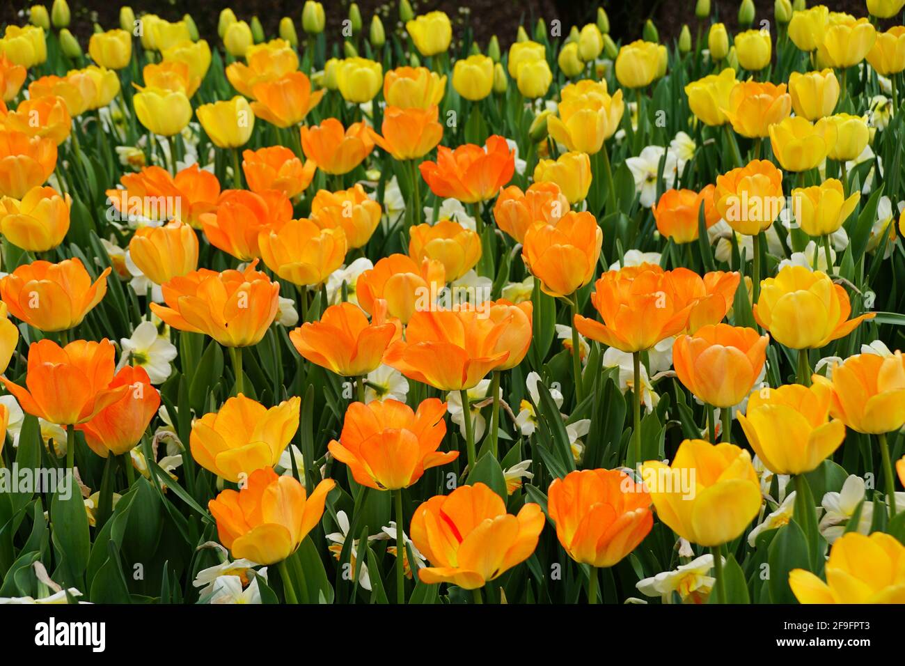 Beautiful Darwin Hybrid tulip 'Daydream' flowers at full bloom Stock ...
