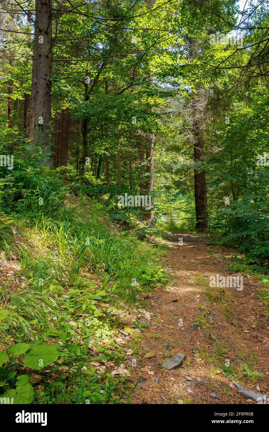 Coniferous forest habitat hi-res stock photography and images - Alamy