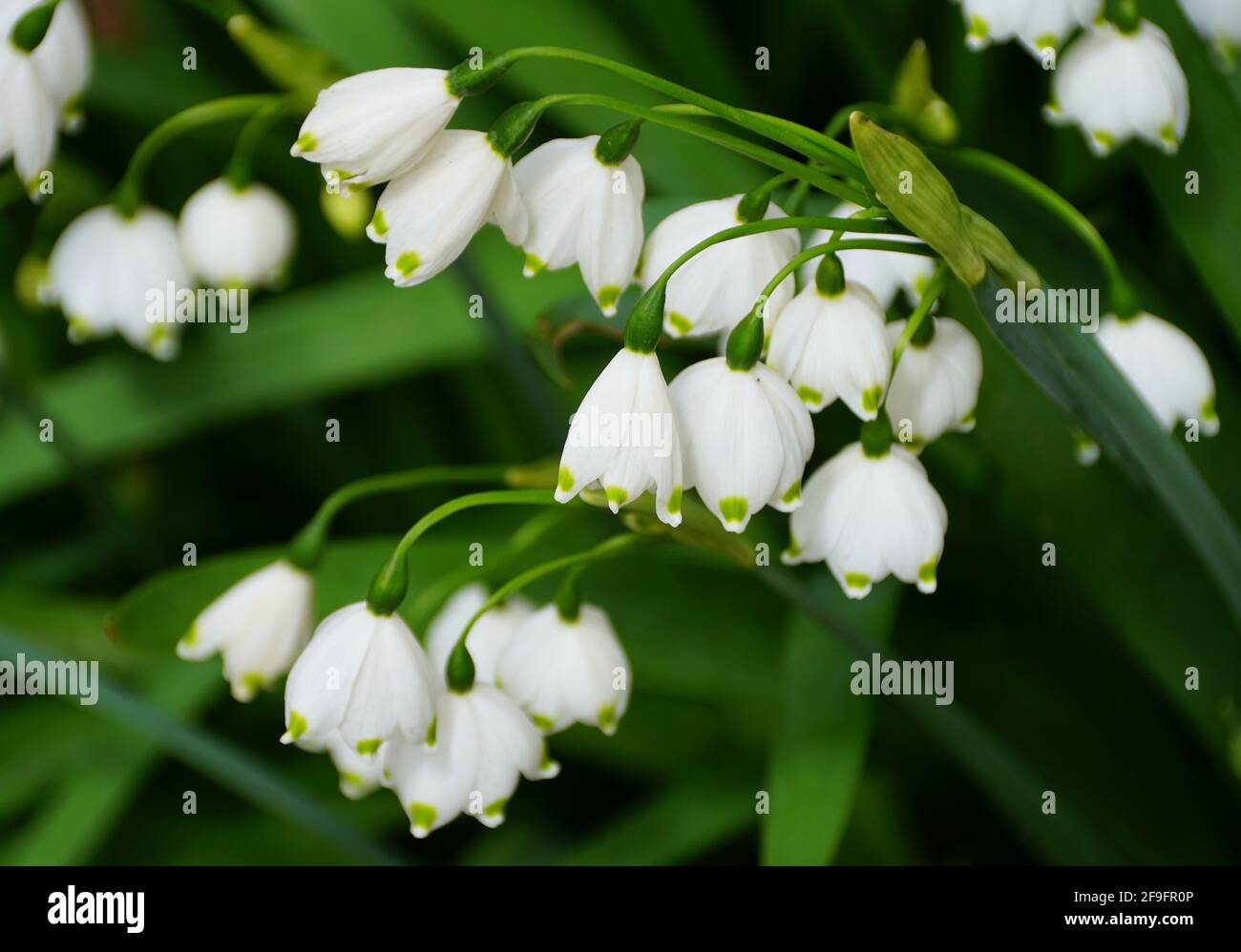 Close up of the clusters of Summer Snowflake flowers Stock Photo - Alamy
