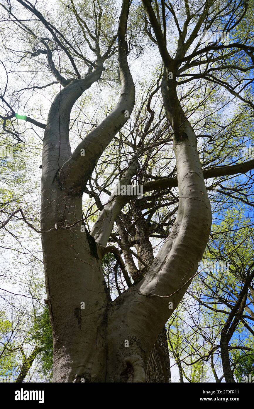 The bottom view of the unique bark and branches of American Beech tree ...