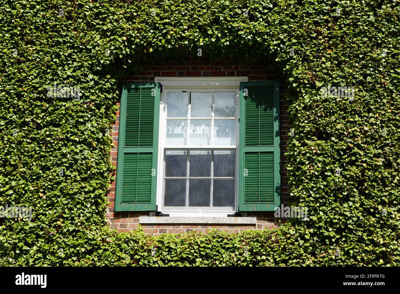 Ivy plants hi-res stock photography and images - Alamy
