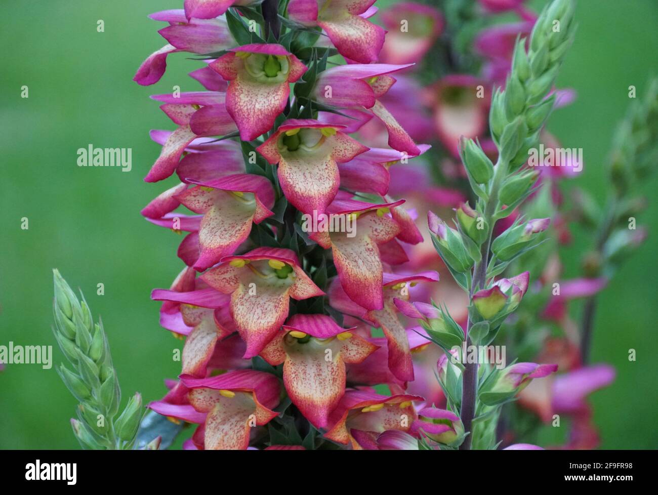 Digiplexis illumination flame hi-res stock photography and images - Alamy
