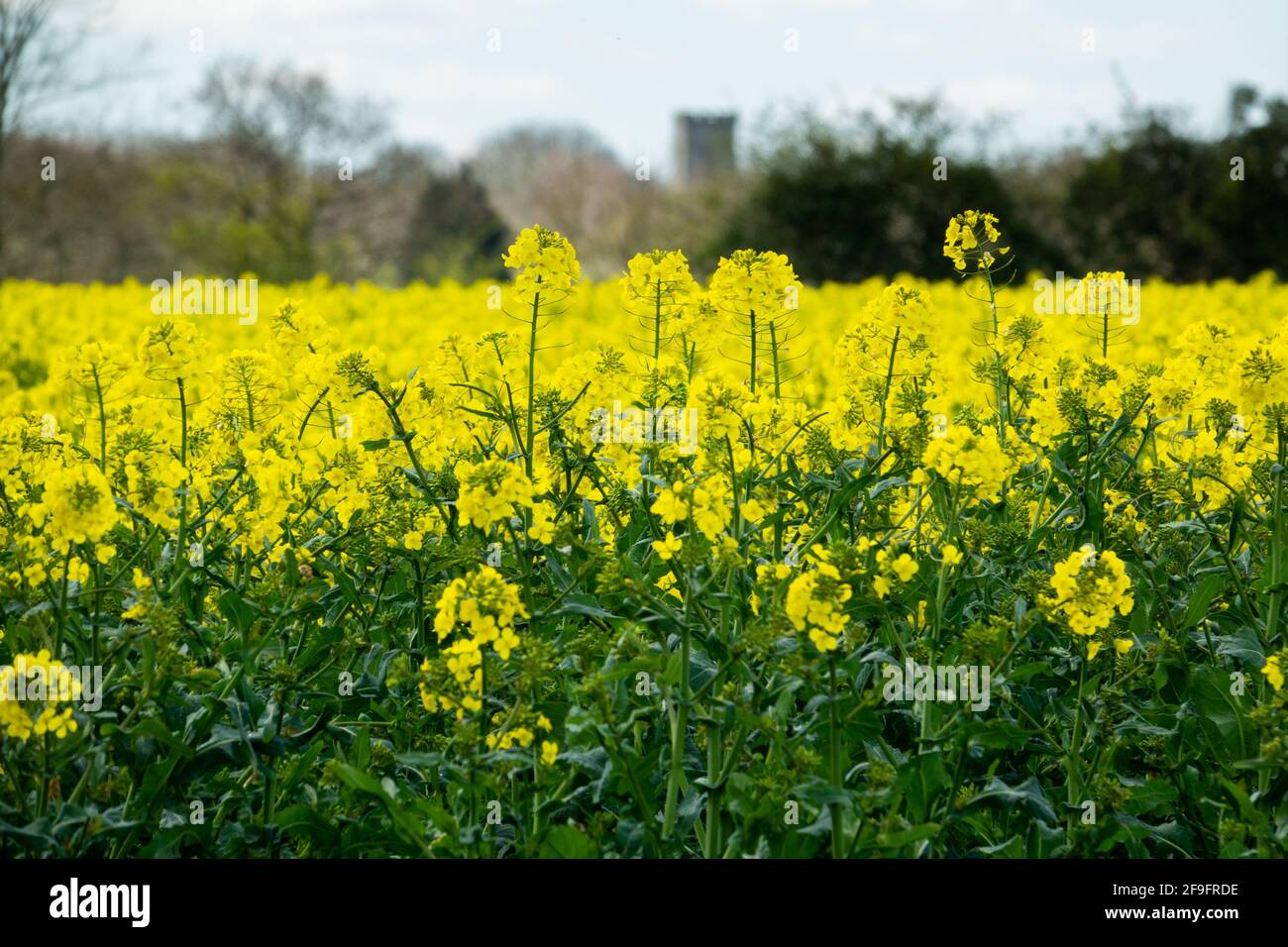 Flowering Rapeseed (Brassica napus subsp. napus) in Norfolk Field Stock ...
