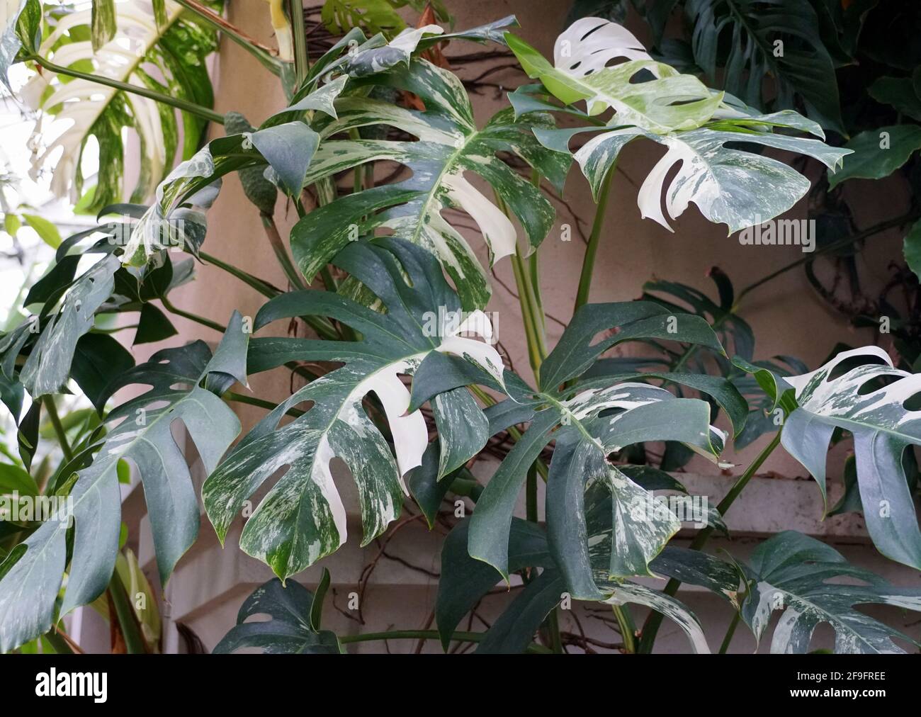 A fully grown variegated Monstera Albo Deliciosa tropical plant Stock ...