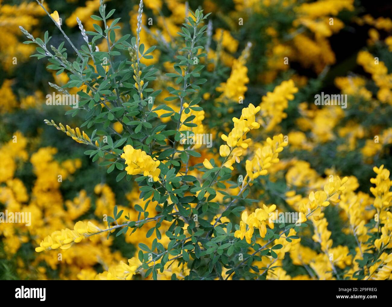 Close up of the bright yellow color of Broom 'Genista Spachiana ...