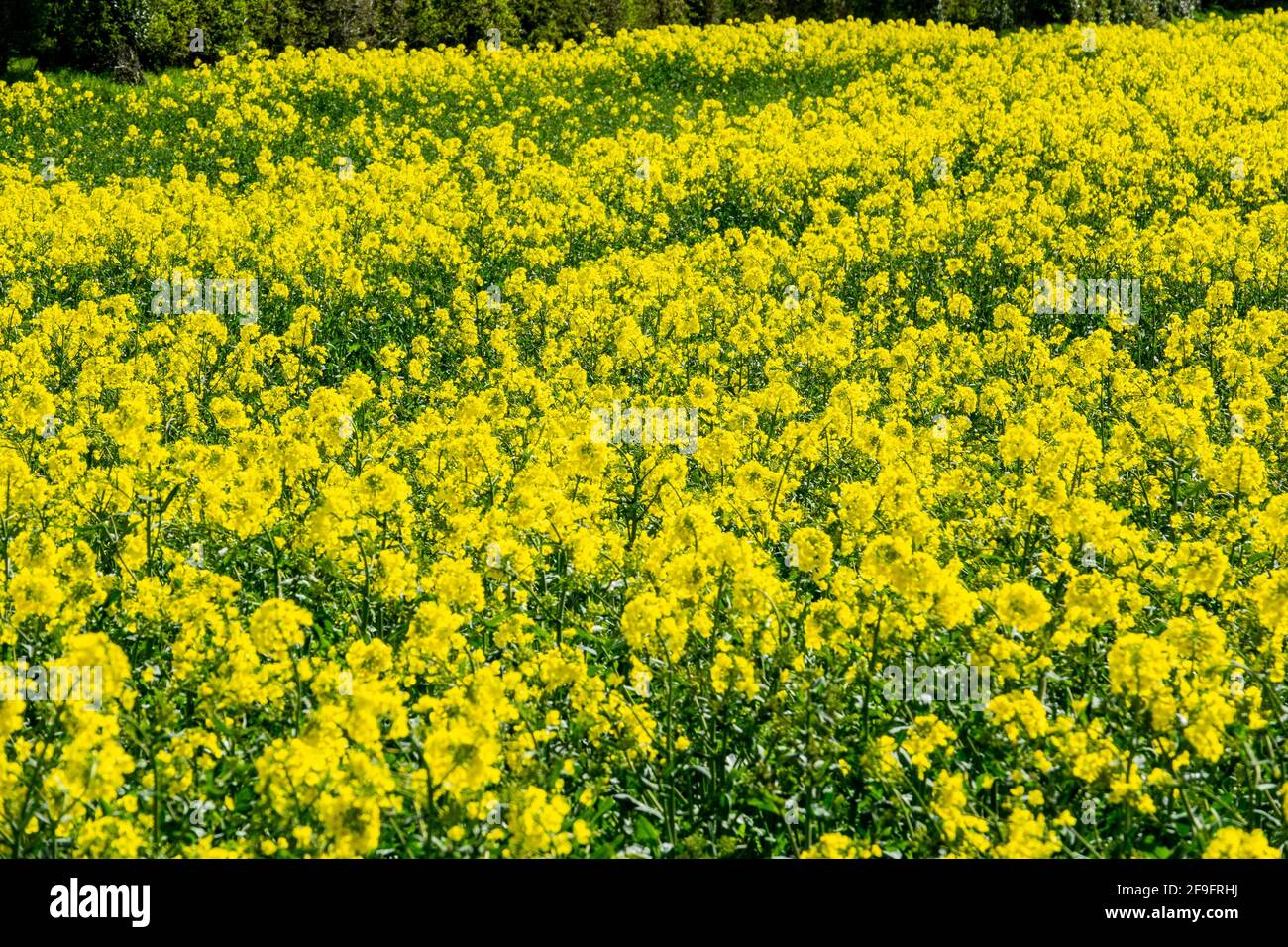 Brassica napus subsp napus hi-res stock photography and images - Alamy