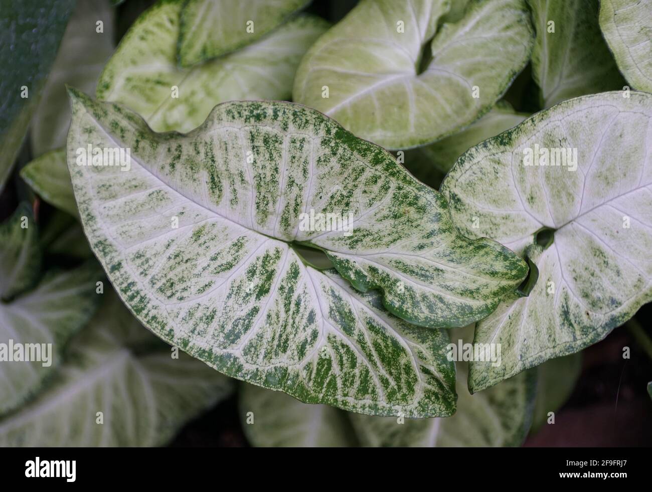 Close up of the beautiful leaves of lime green color of Caladium plants ...