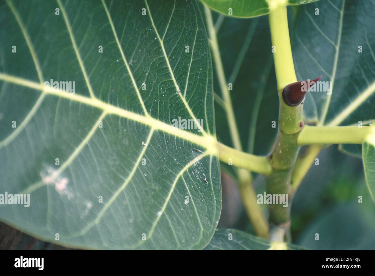 A closeup of green leaves of Bengal ficus plant Stock Photo - Alamy