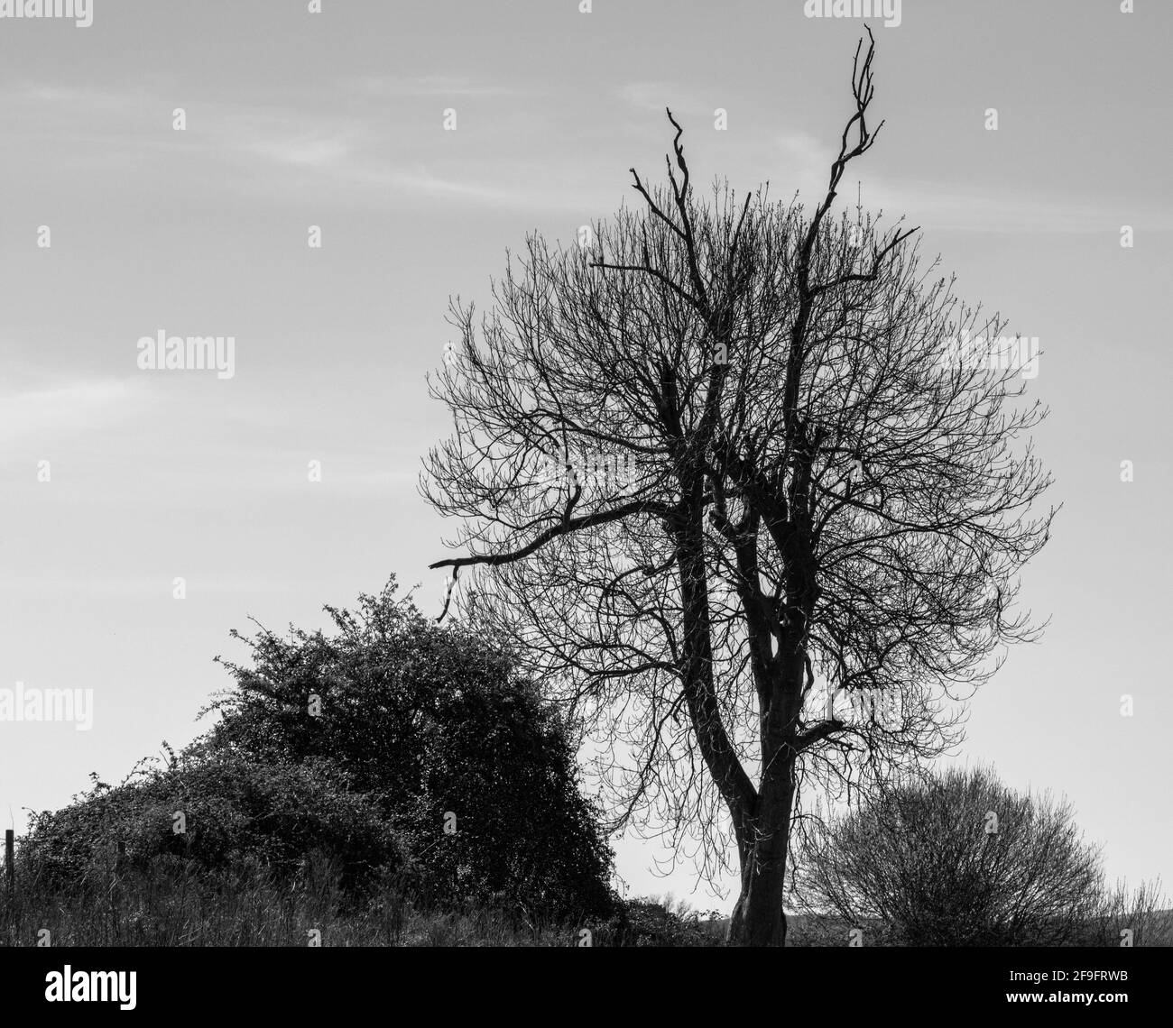 Trees in dome shapes seen in duotone against the sky in the UK Stock ...