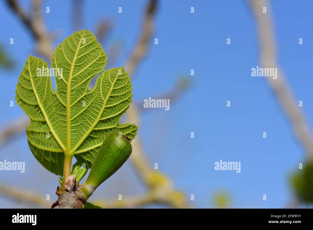 Young fig plant hi-res stock photography and images - Alamy