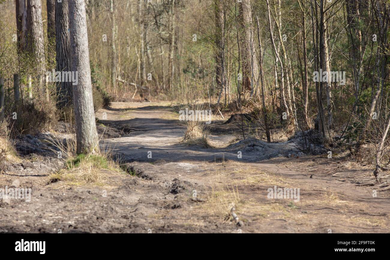 Path in a woodland Stock Photo - Alamy