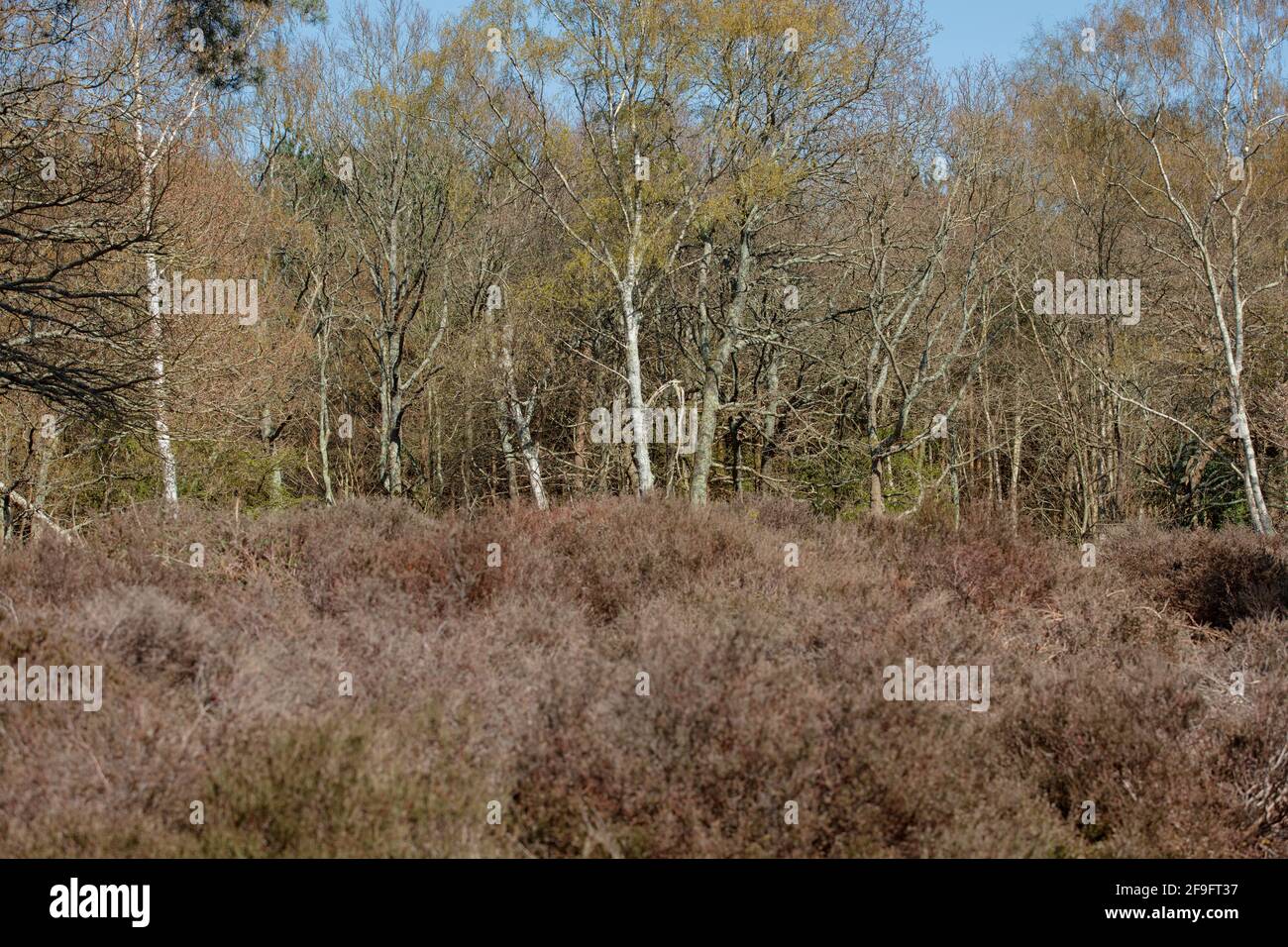 Heathland biodiversity hi-res stock photography and images - Alamy