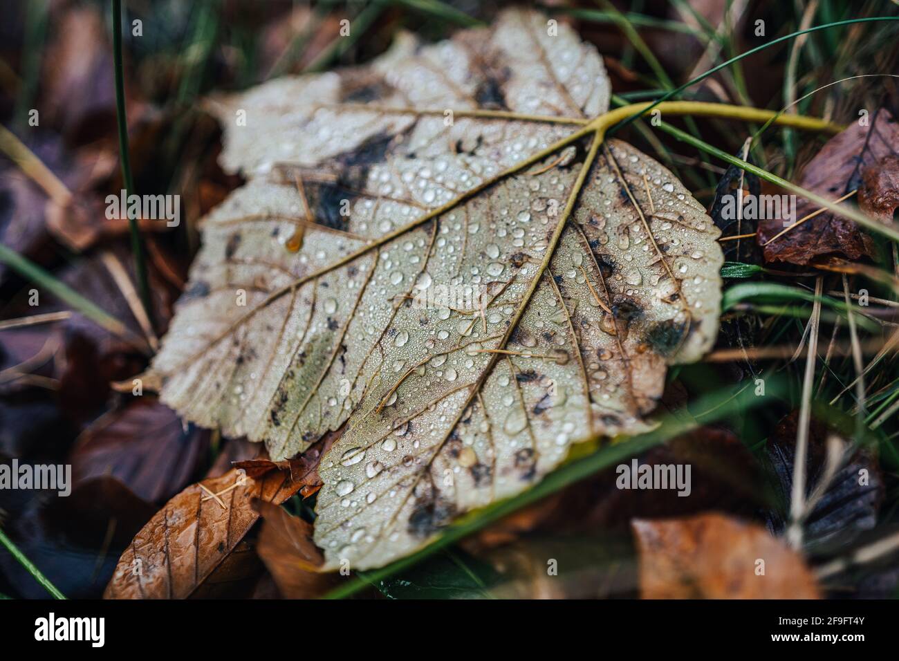 Detail photo of water drops on an autumn leaf. Small shiny rain doplets ...