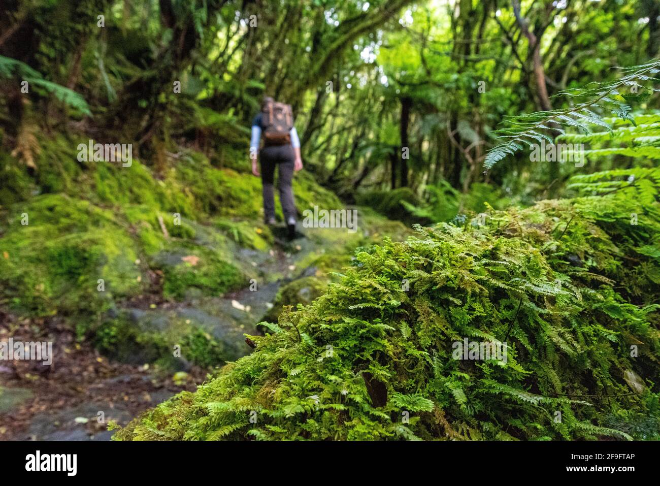 Hiking the Roberts Point Track at Franz Josef Glacier National Park ...