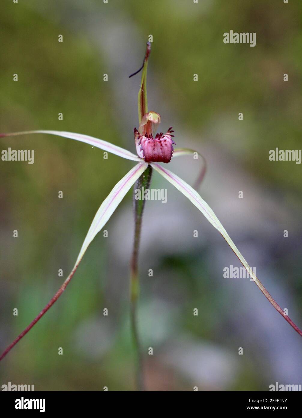 Spider orchid Australian wildflower Stock Photo - Alamy
