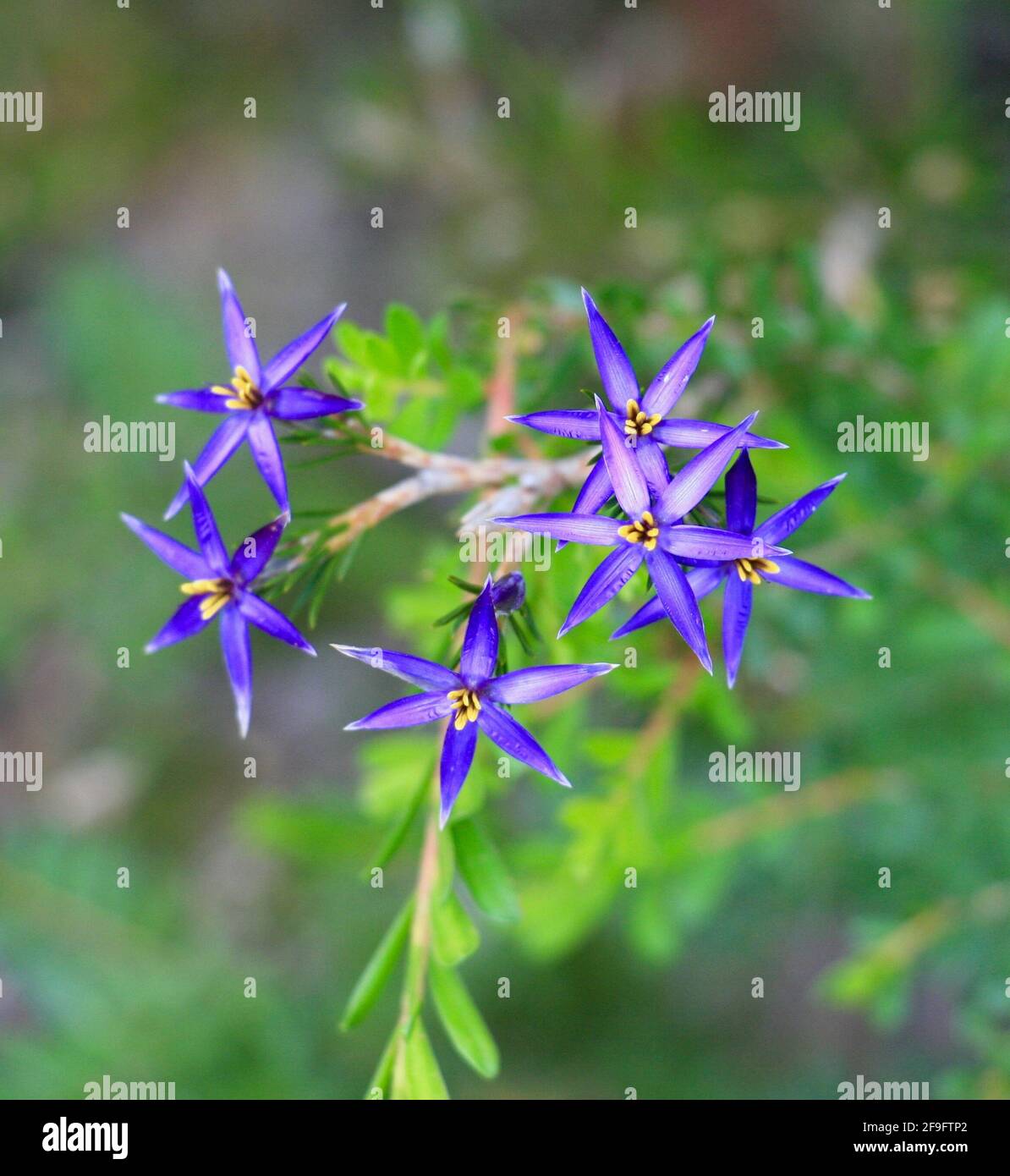 Blue stars Australian wildflower Stock Photo - Alamy