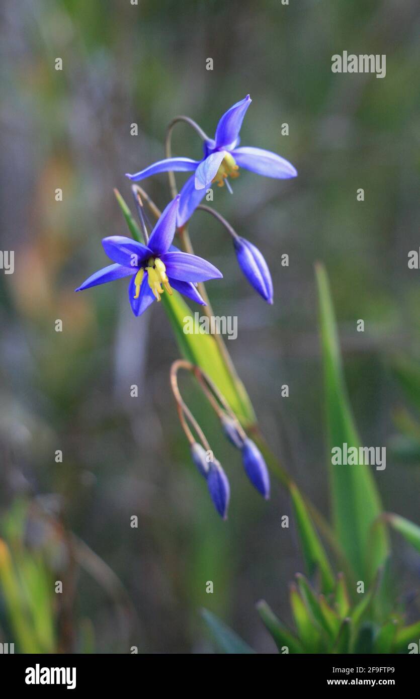 Blue flax lily hi-res stock photography and images - Alamy