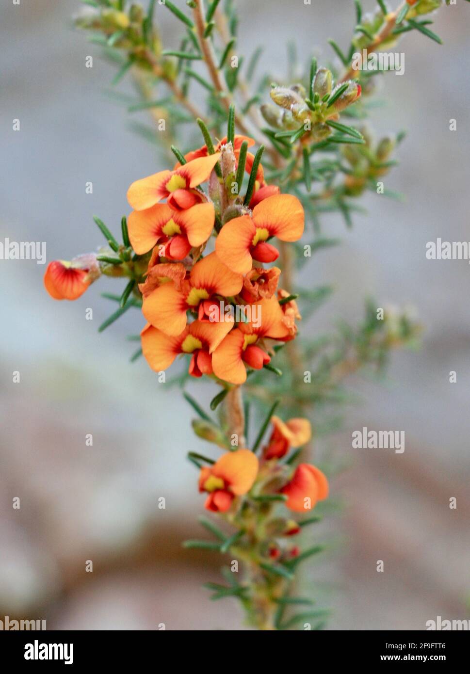 Parrot pea Dillwynia glaberrima Australian wildflower Stock Photo - Alamy