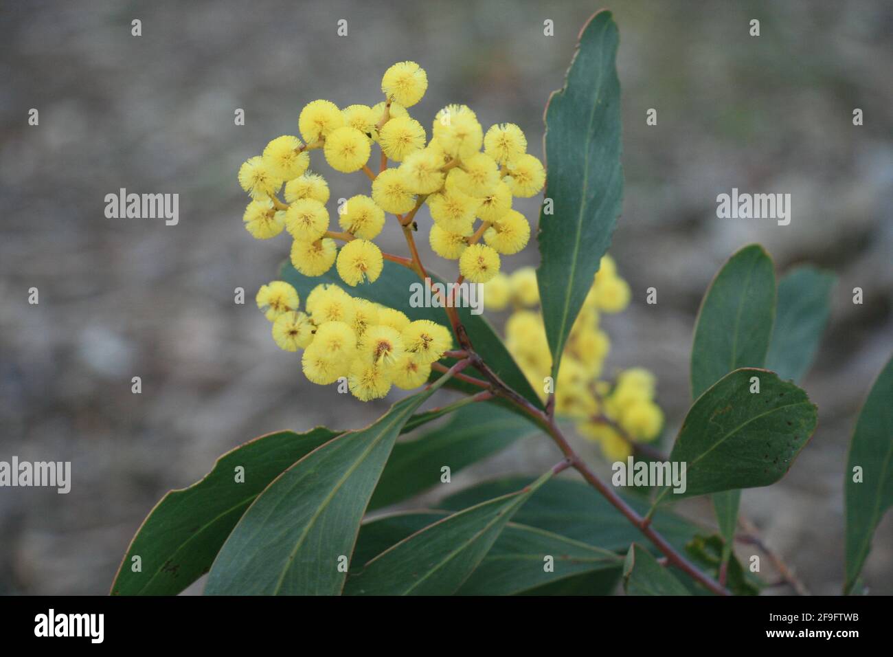 Australian emblem wattle hi-res stock photography and images - Alamy