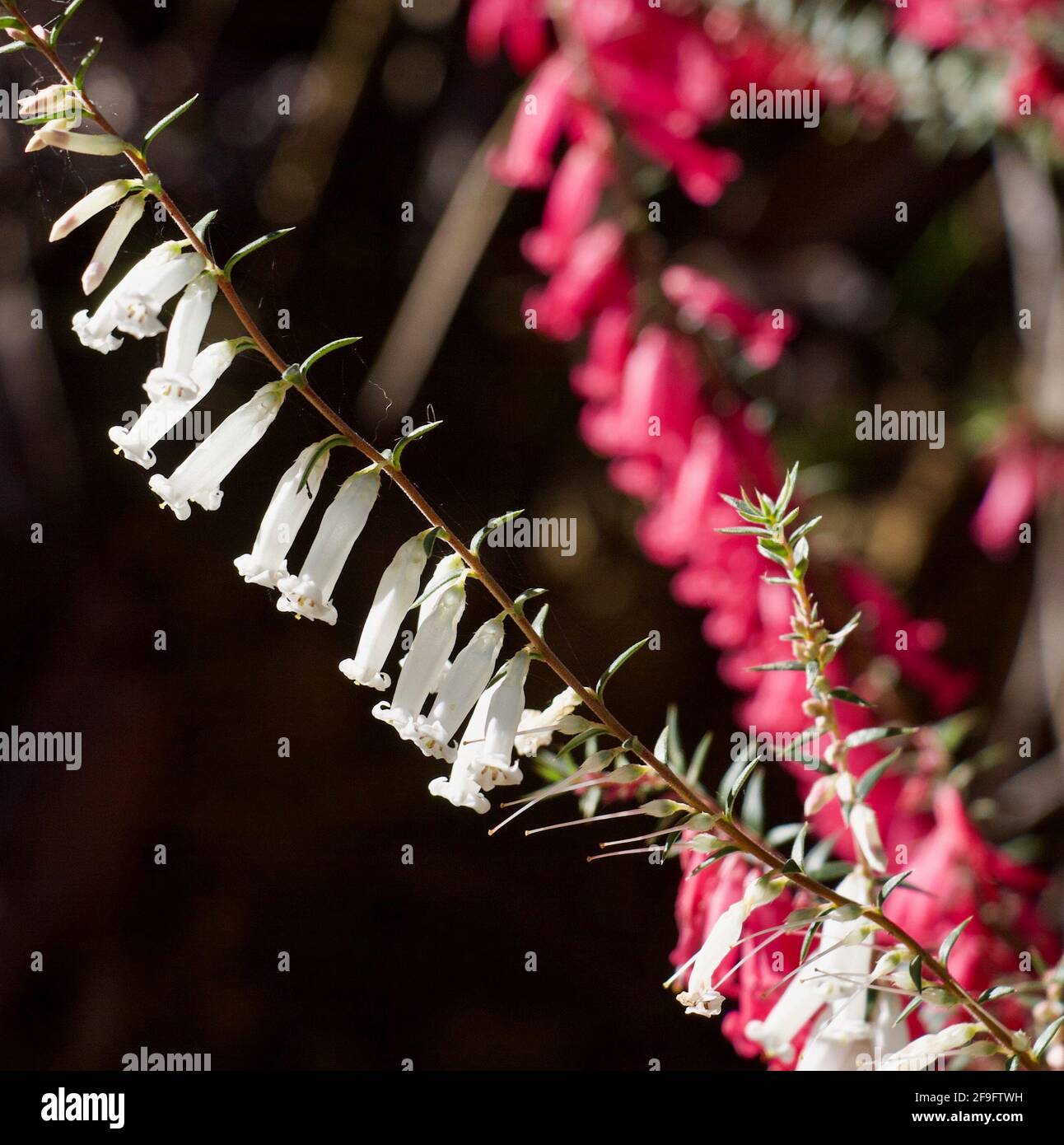 Pink heath Epacris impressa Australian wildflower Stock Photo - Alamy