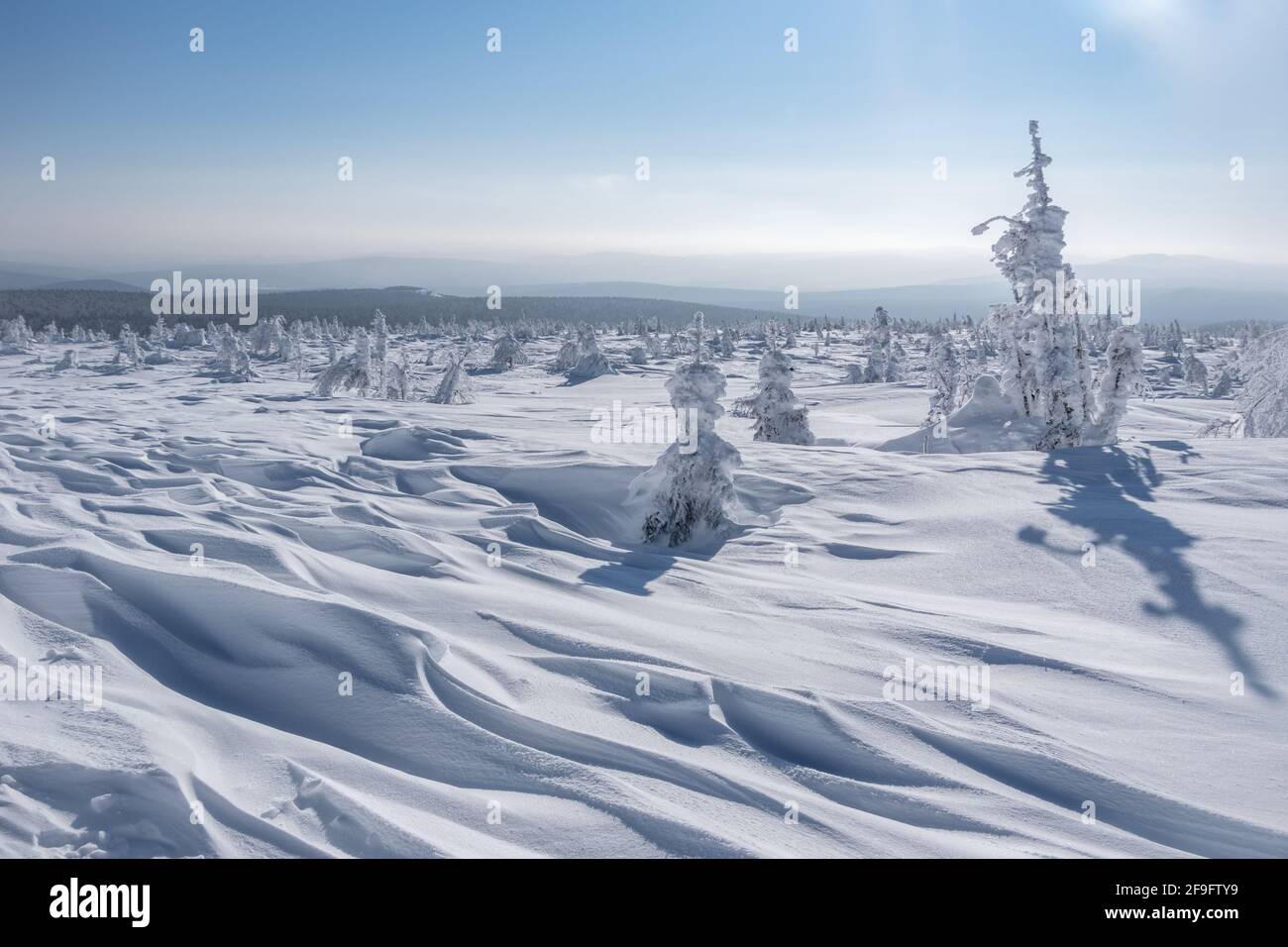A snowy plateau, drifts and spruce trees of bizarre shapes in the snow ...