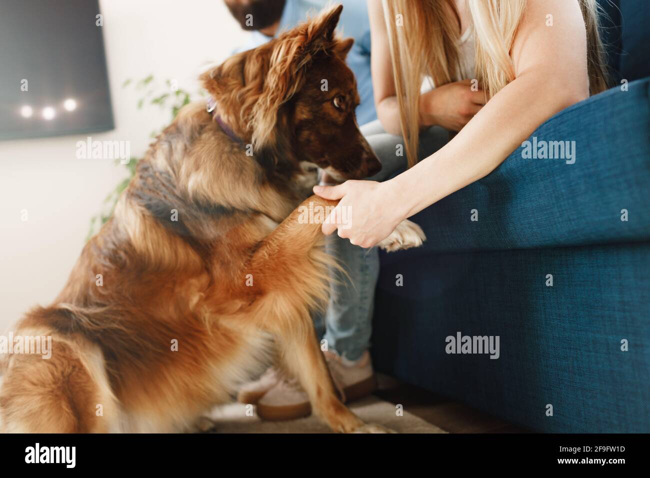 Border Collie dog sitting at the feet of the owners couple Stock Photo ...